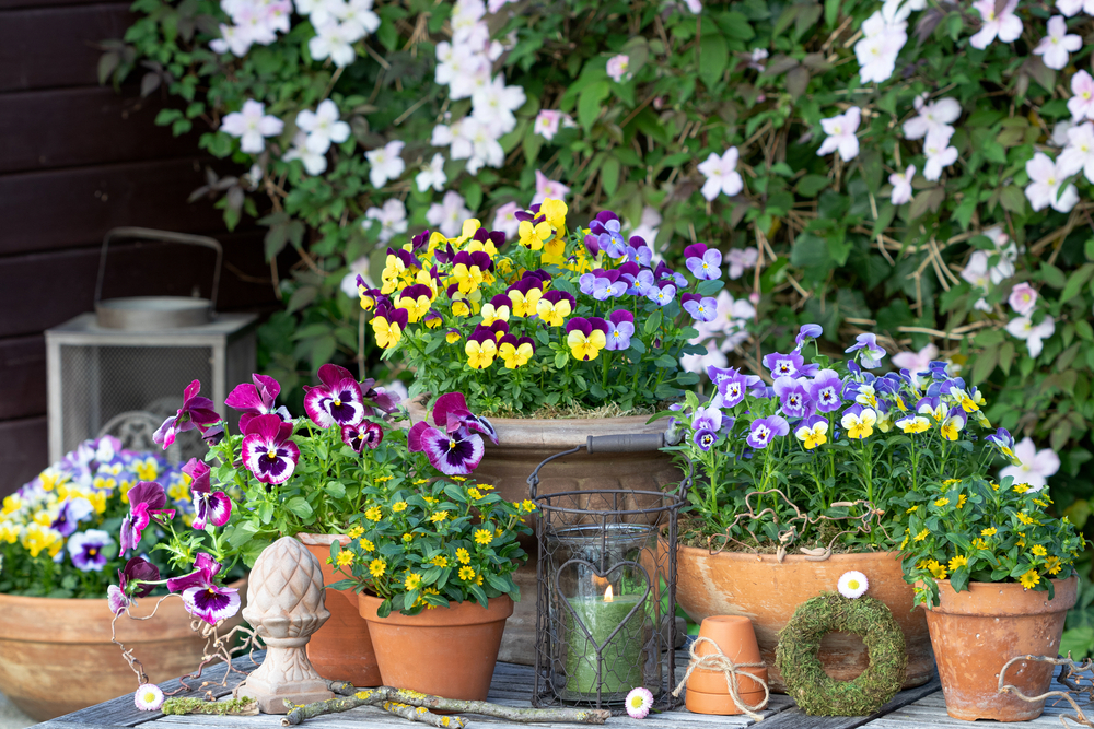 Créer une terrasse odorante : bien choisir ses plantes fleuries